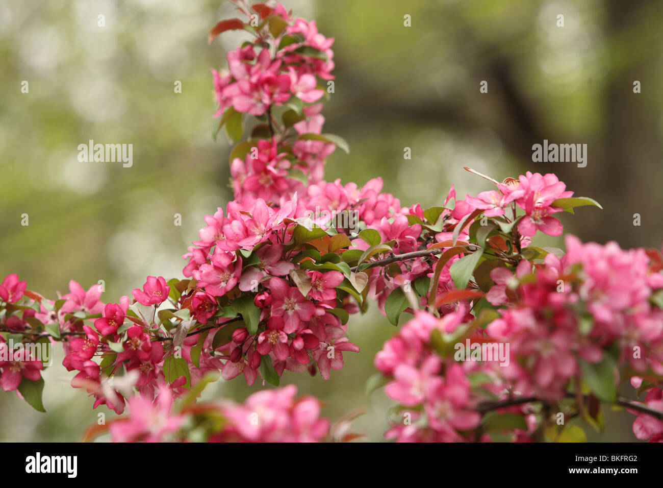 Flowering crabapple tree hi-res stock photography and images - Alamy