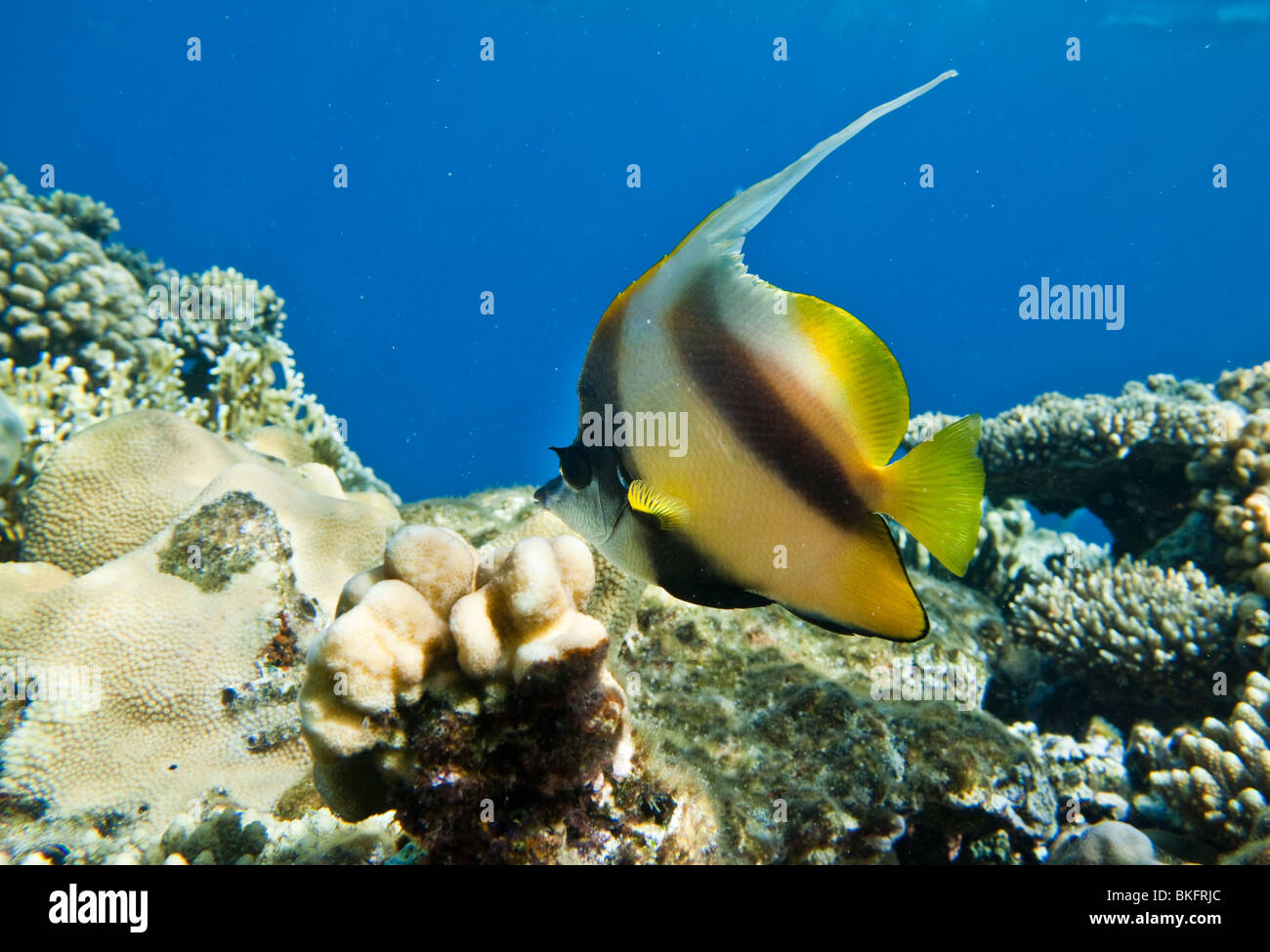 Banner fish hi-res stock photography and images - Alamy
