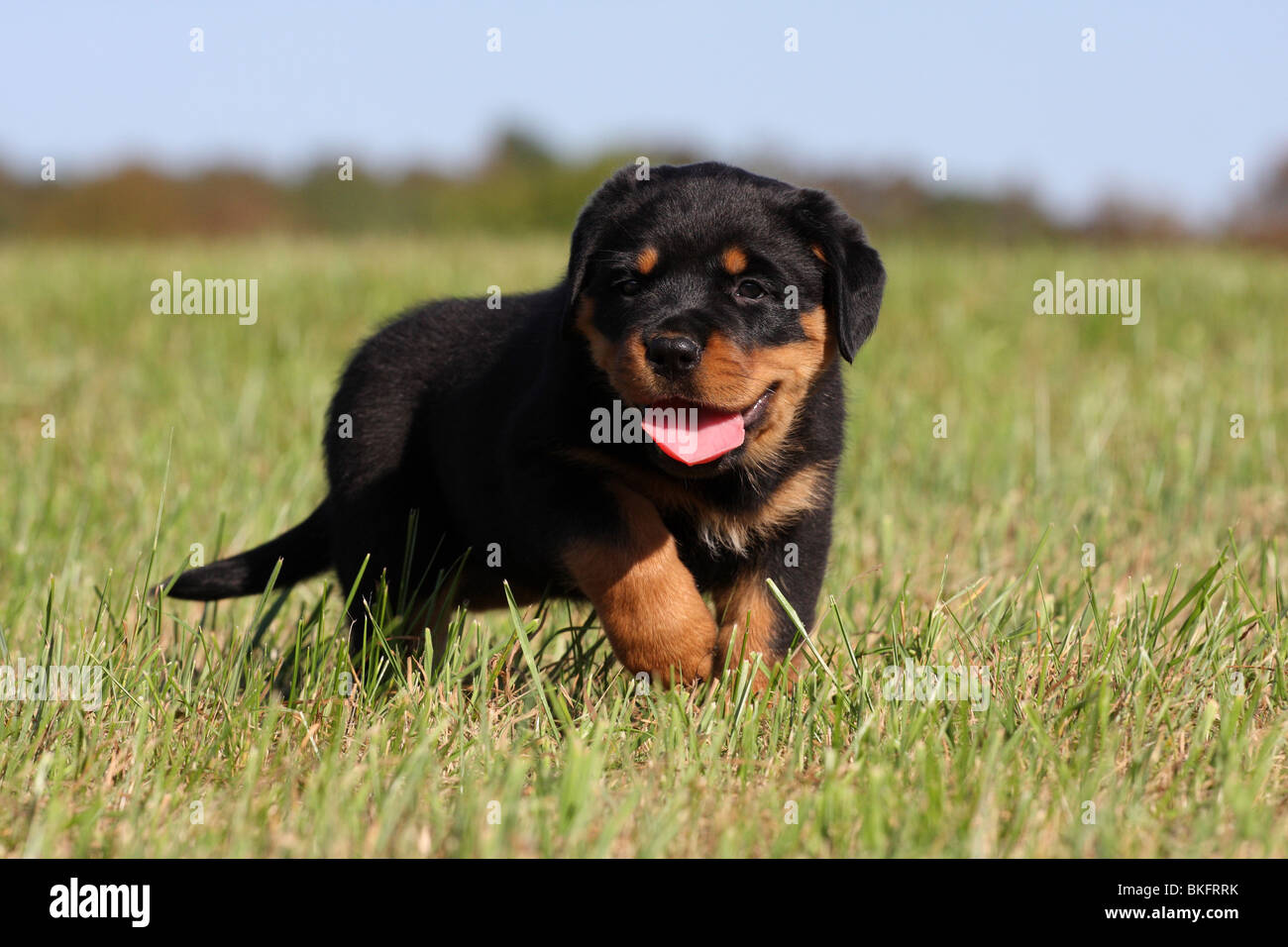 Rottweiler Welpe / Rottweiler puppy Stock Photo - Alamy