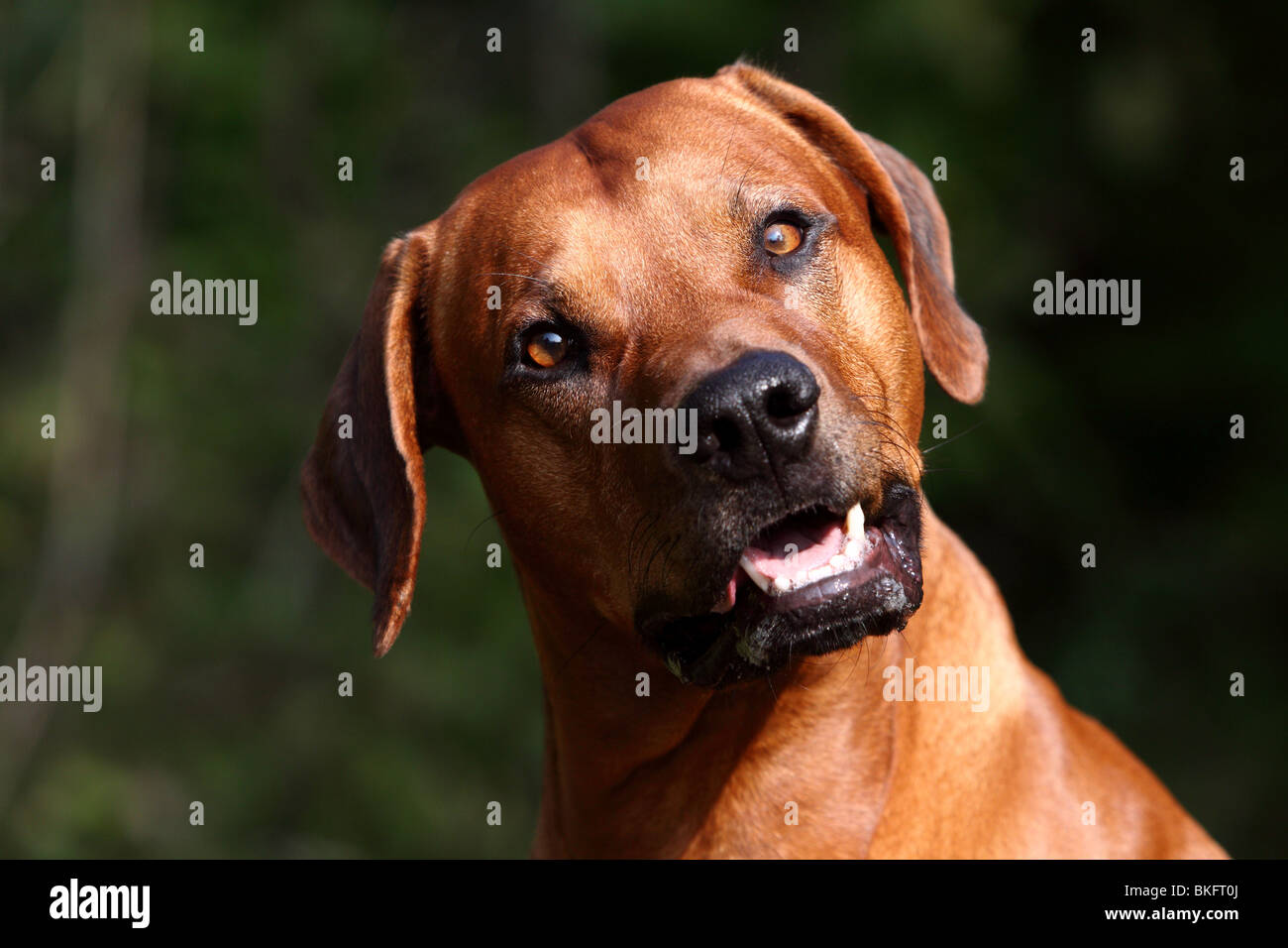 Rhodesian Ridgeback Portrait Stock Photo - Alamy