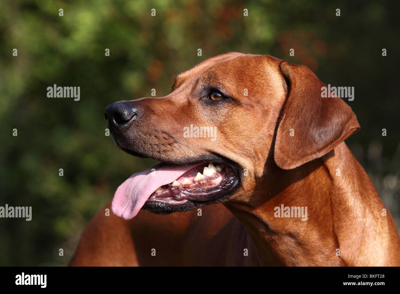 Rhodesian Ridgeback Portrait Stock Photo - Alamy