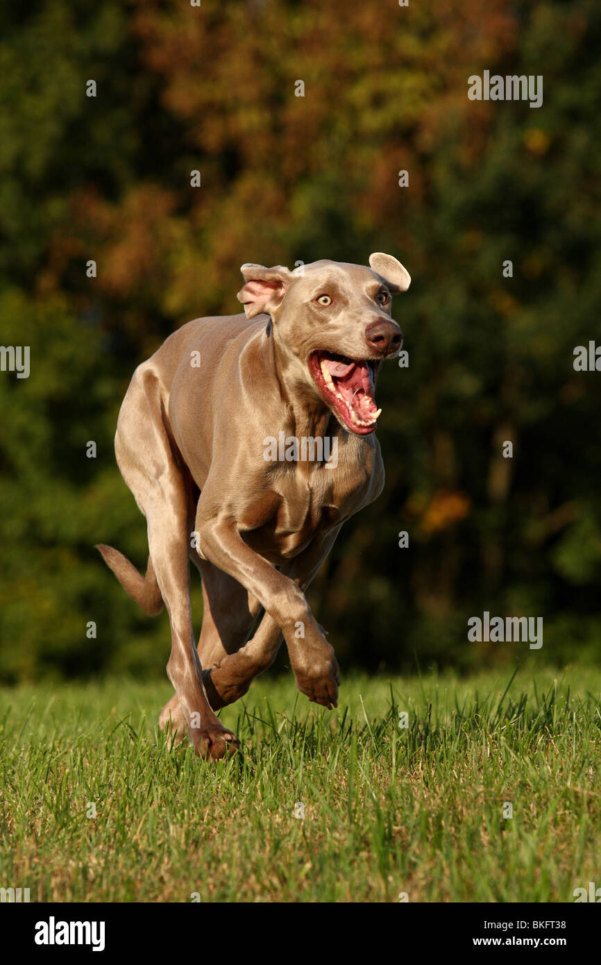 Kurzhaarweimaraner hi-res stock photography and images - Alamy