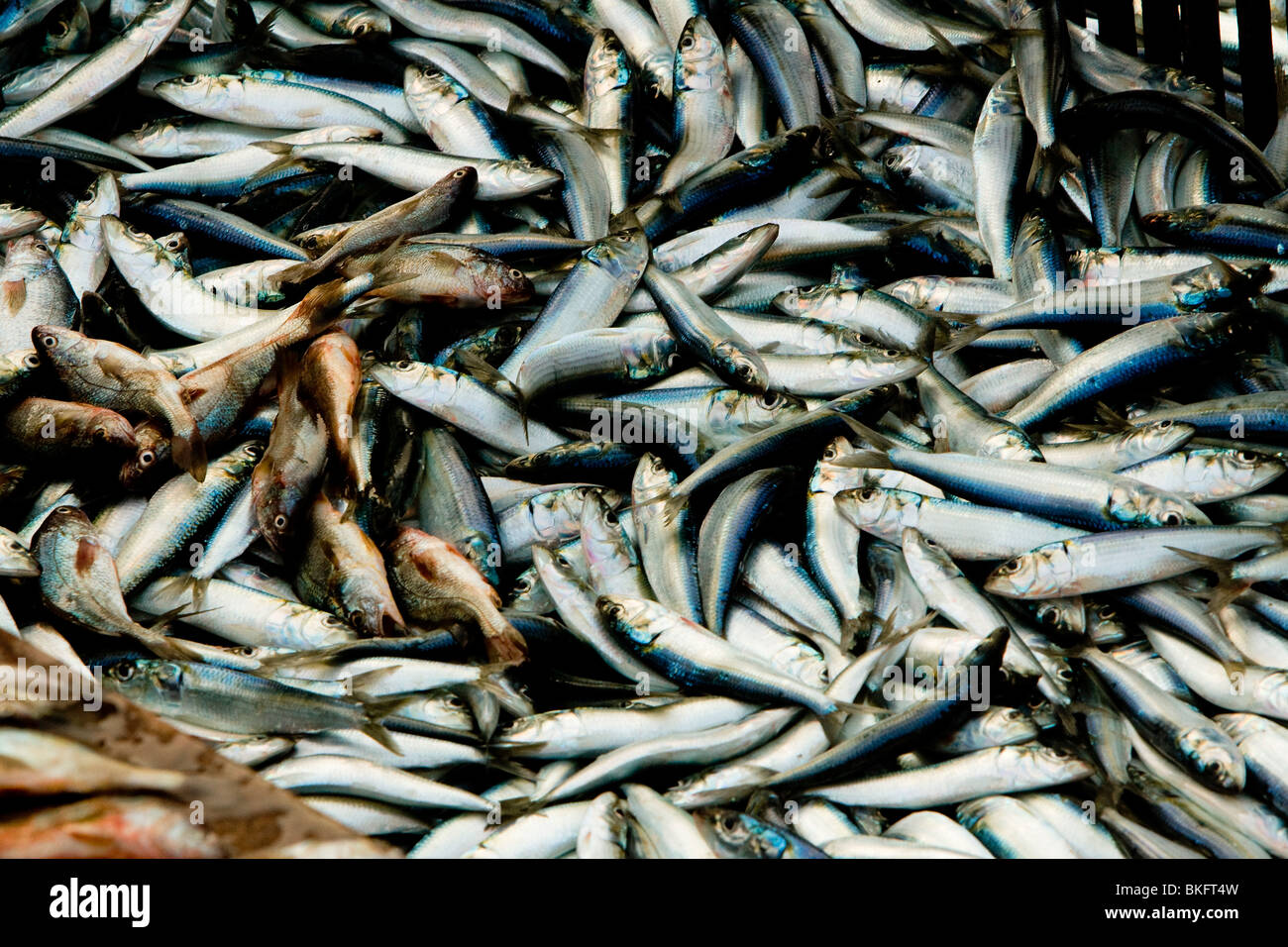 Recently landed fish at a fish market in Kerala, India Stock Photo - Alamy