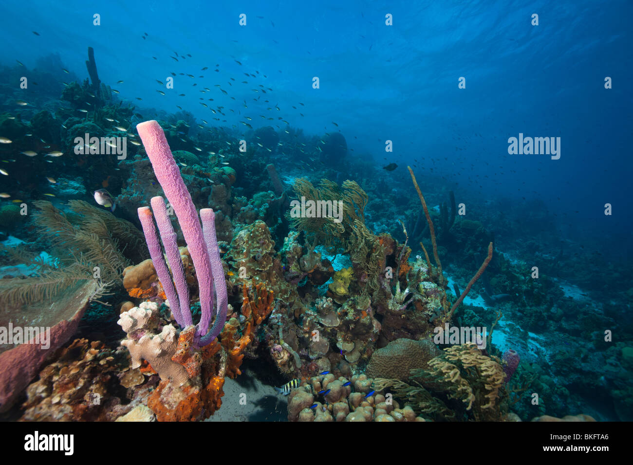 Brown chromis chromis multilineata hi-res stock photography and images ...