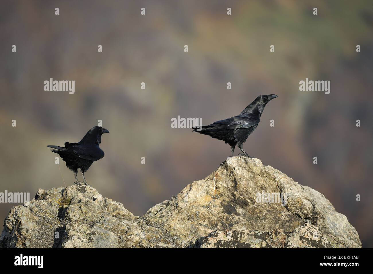 A pair ravens hi-res stock photography and images - Alamy