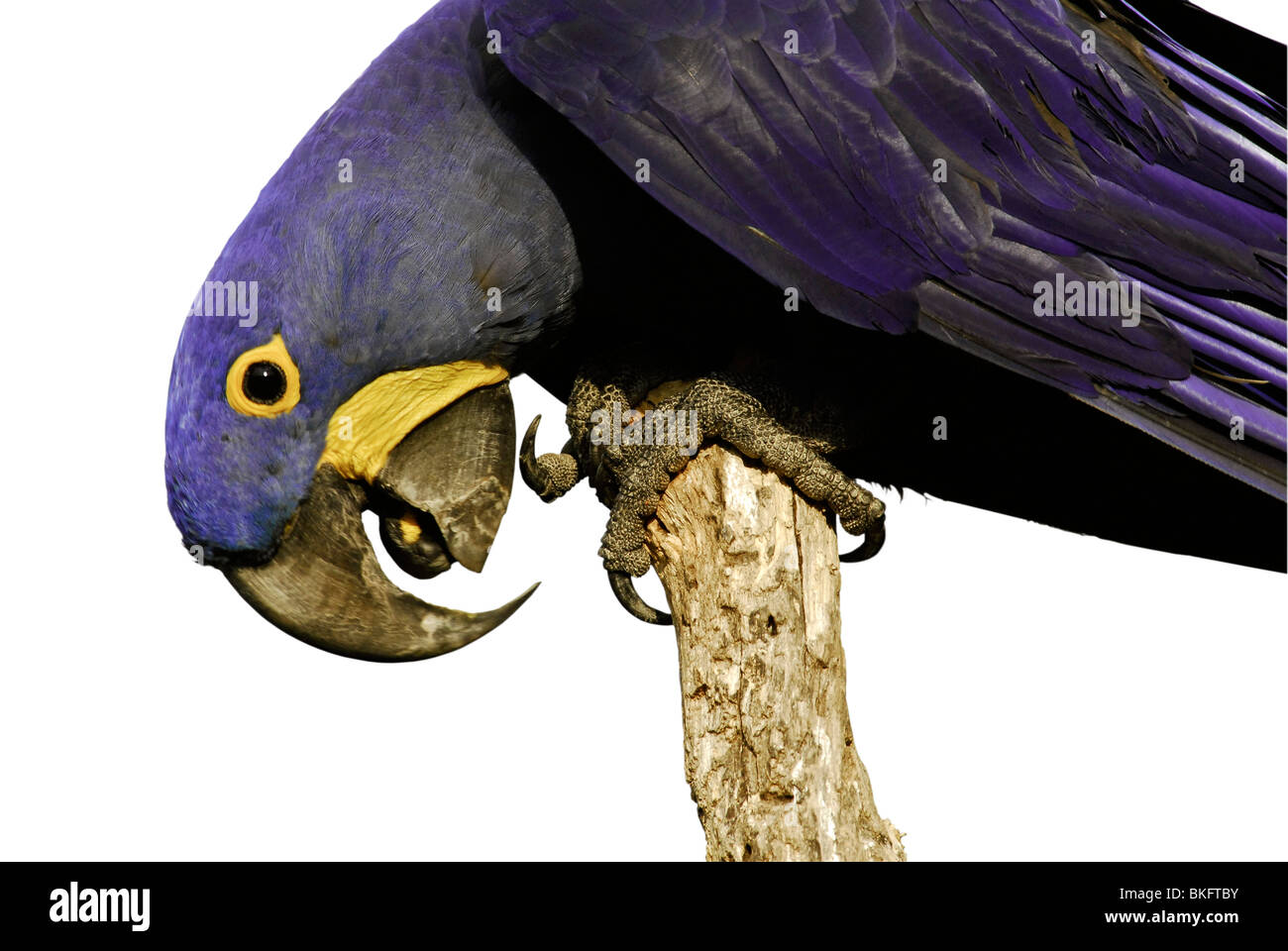 Hyacinth Macaw perched on a branch Stock Photo - Alamy