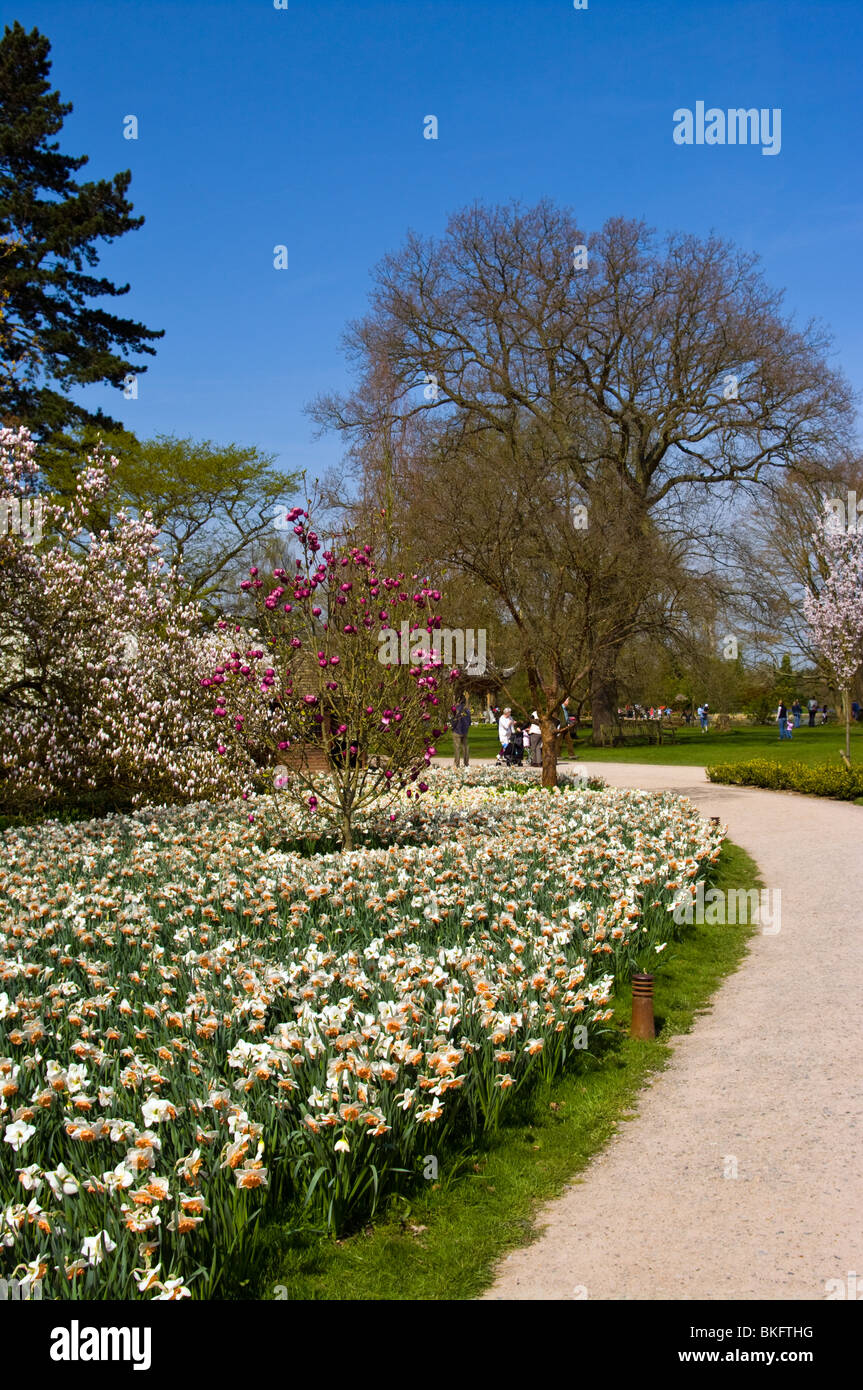 A Pathway By Magnolia Trees In A Bed Of Daffodils RHS Wisley Gardens ...