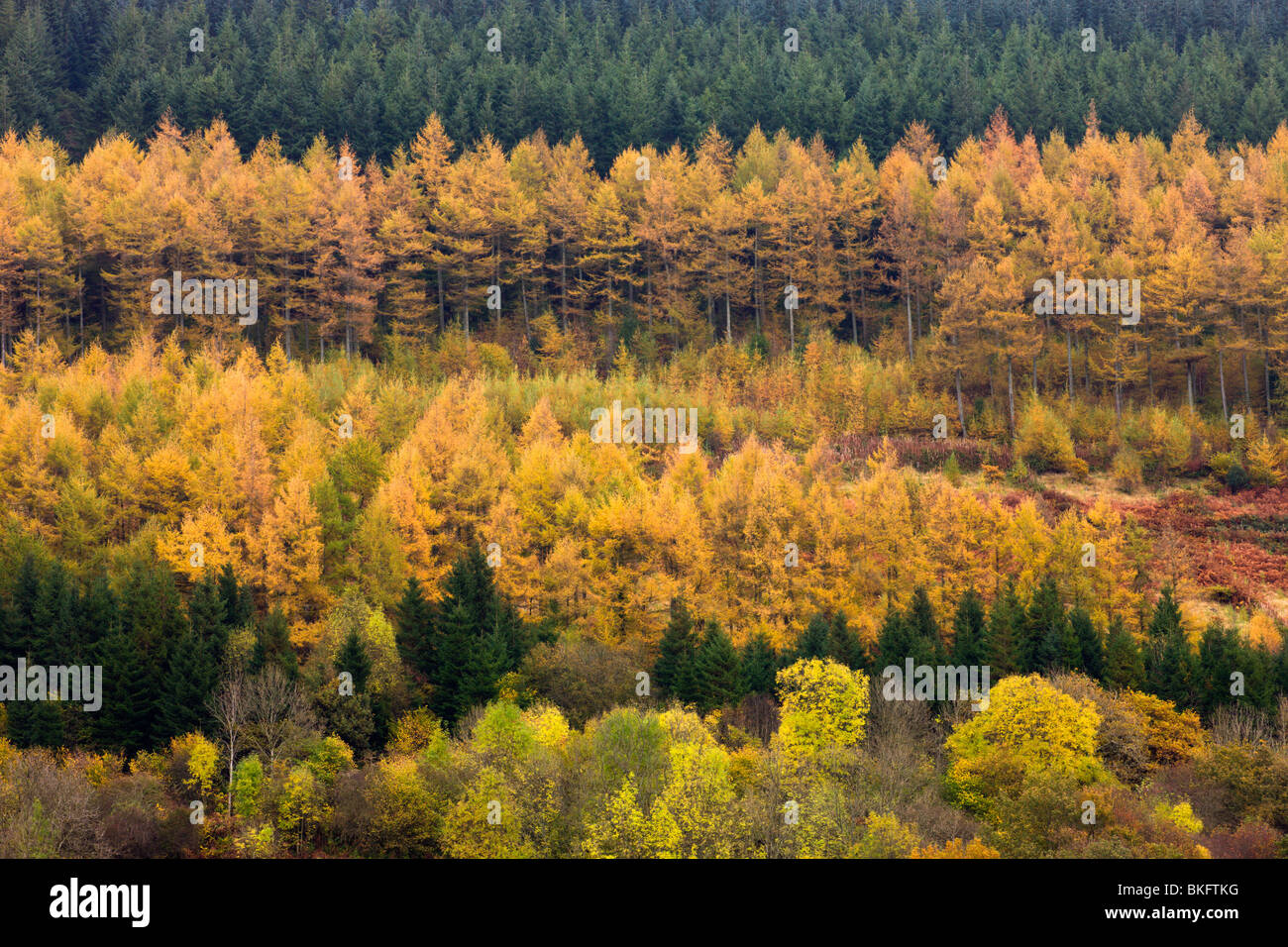 Deciduous pine trees hi-res stock photography and images - Alamy