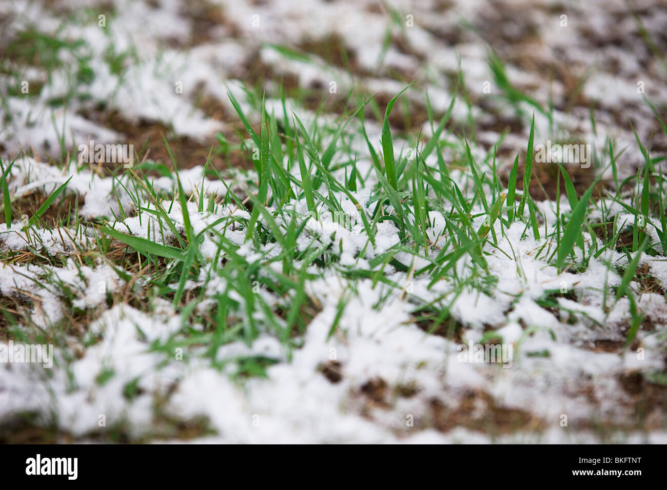 Green Grass Poking Up Through He Snow Stock Photo - Alamy