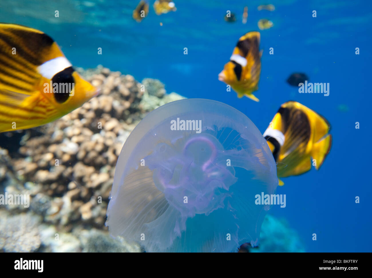 Red sea racoon butterfly fish hi-res stock photography and images - Alamy