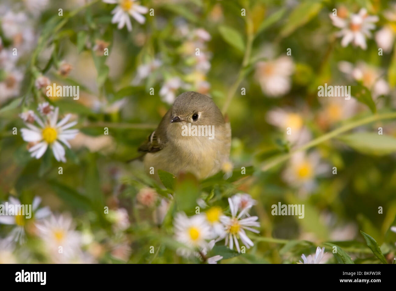 Ruby-crowned Kinglet (Regulus calendula calendula), foraging in yellow and white flowers Stock ...