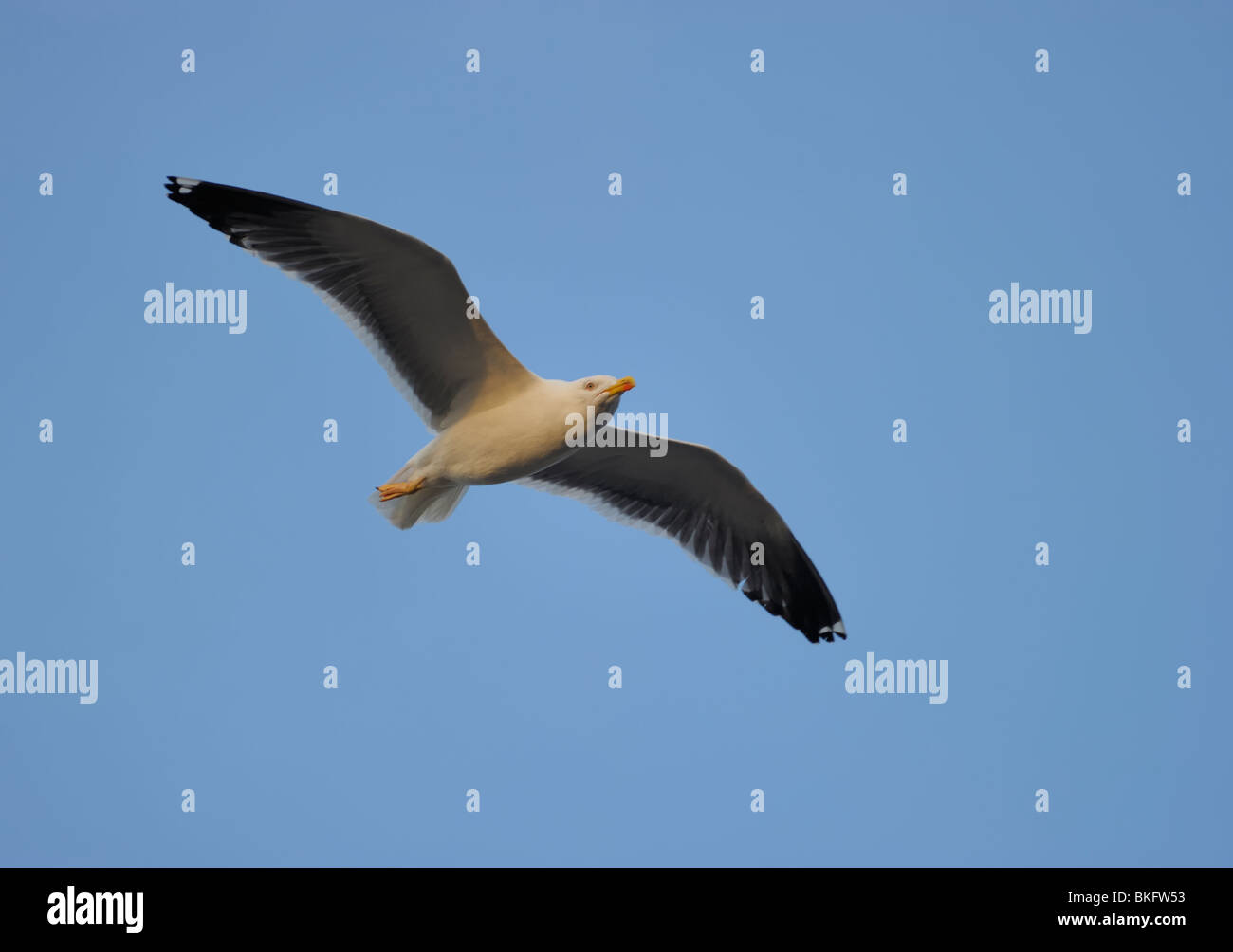 Lesser Black-backed gull soaring in blue sky Stock Photo - Alamy