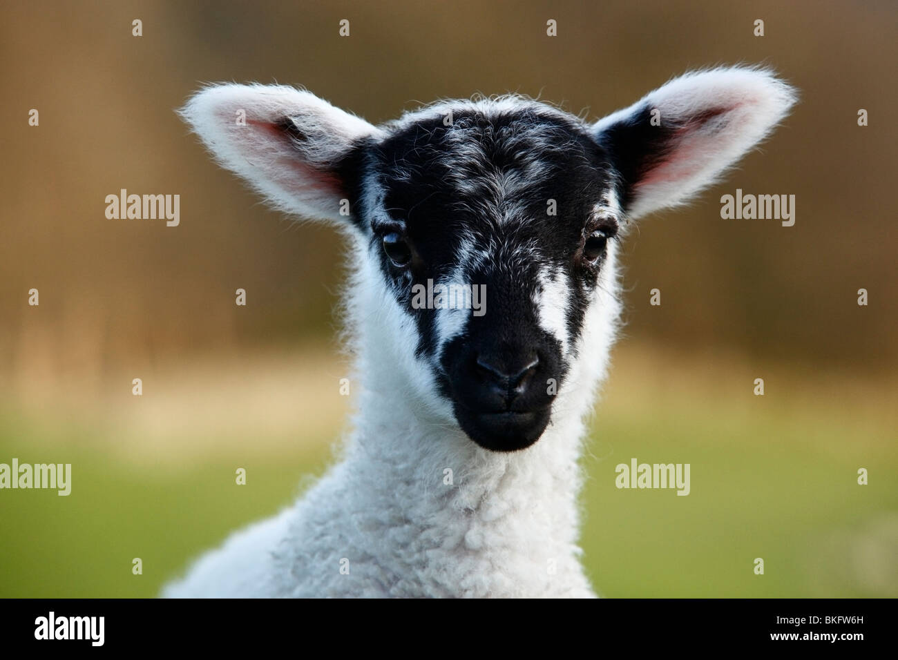 Black Face Lamb High Resolution Stock Photography and Images - Alamy