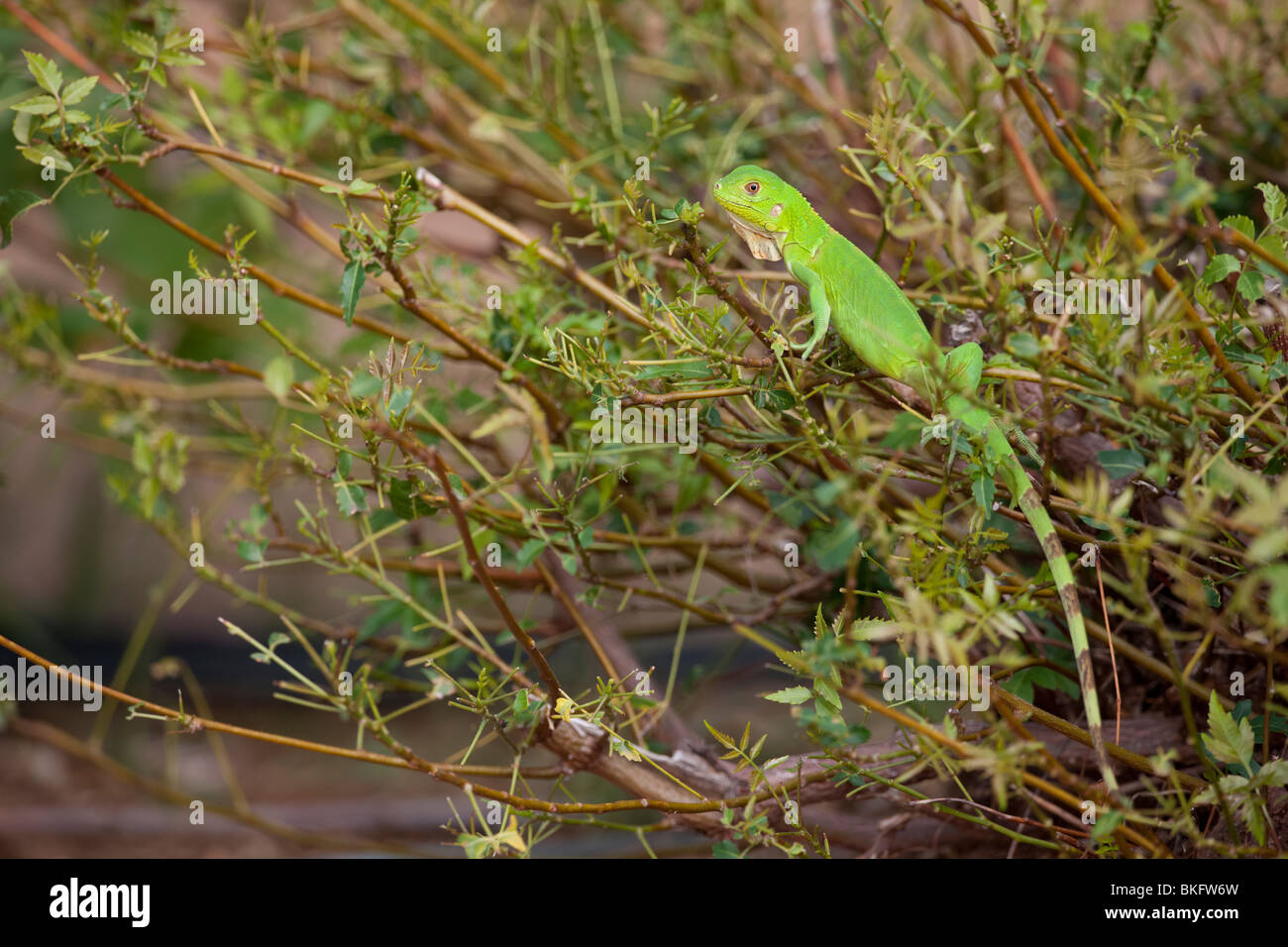 Green Iguana (Iguana iguana), juvenile on a small bush at the the Plaza ...