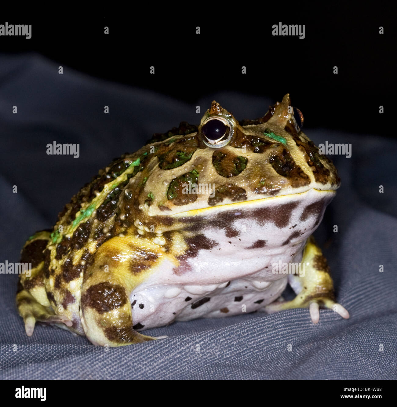 Pacman frog hi-res stock photography and images - Alamy