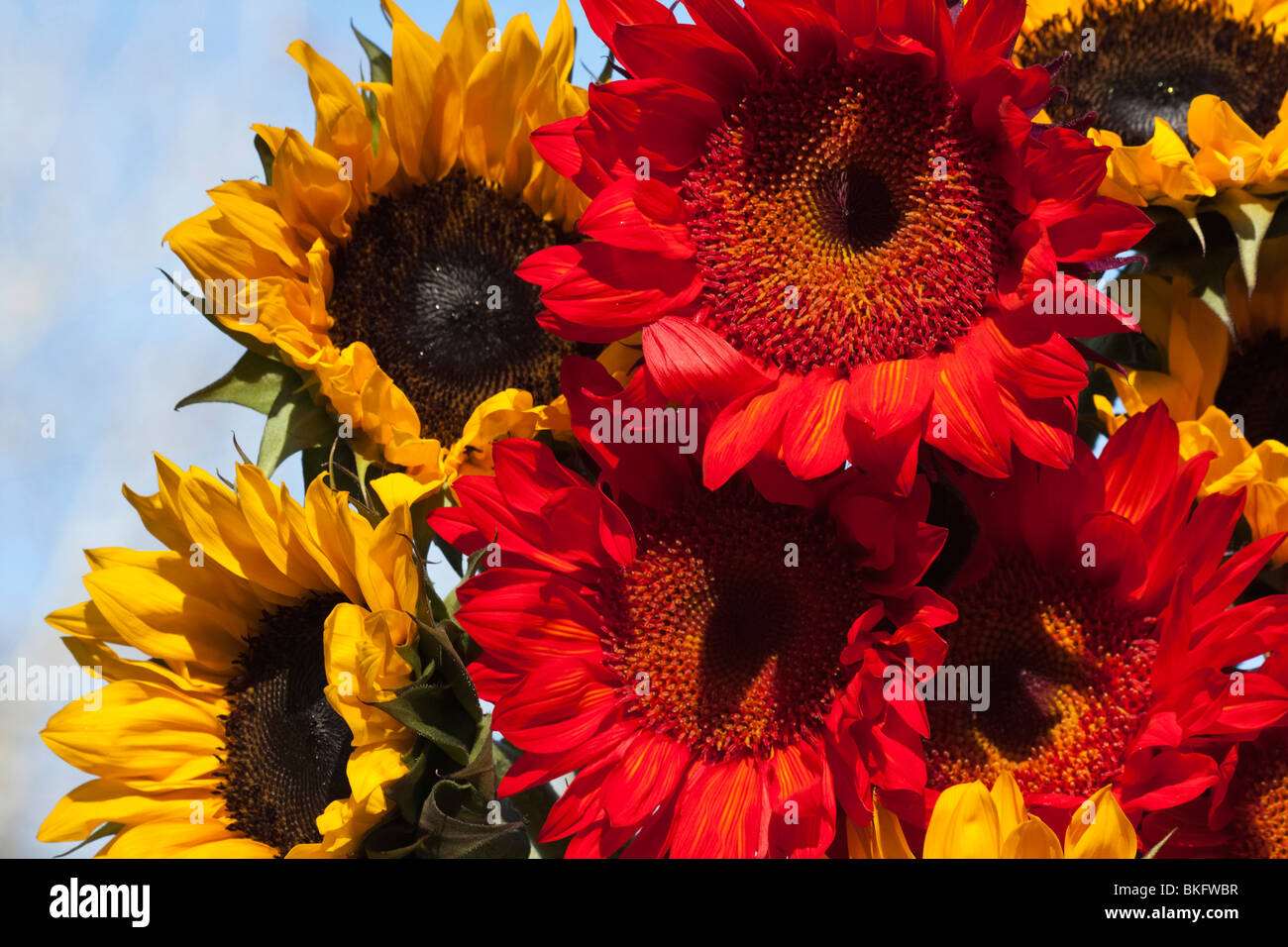 Common Sunflowers red and yellow bouquet of Summer flowers low angle ...