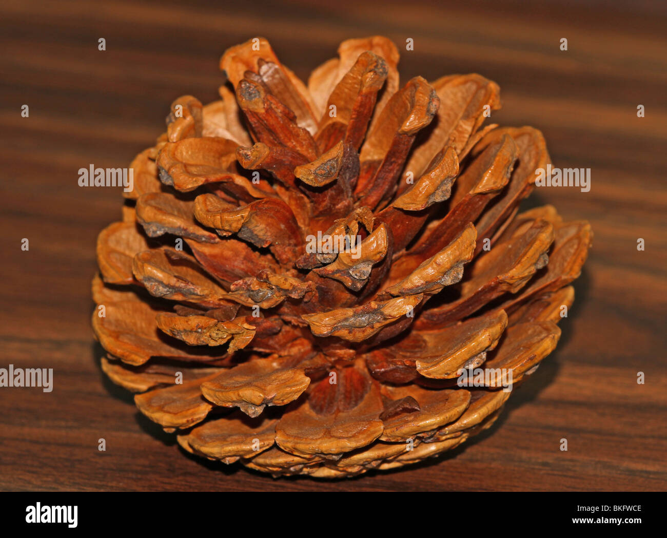 brown pine cone Stock Photo - Alamy