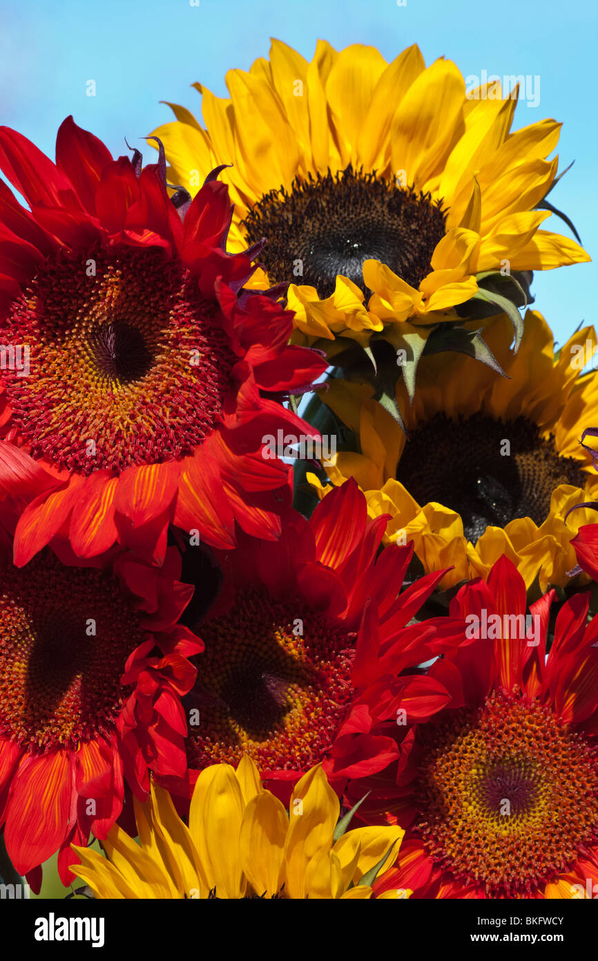 Common Sunflowers the red and yellow flowers low angle photos images ...