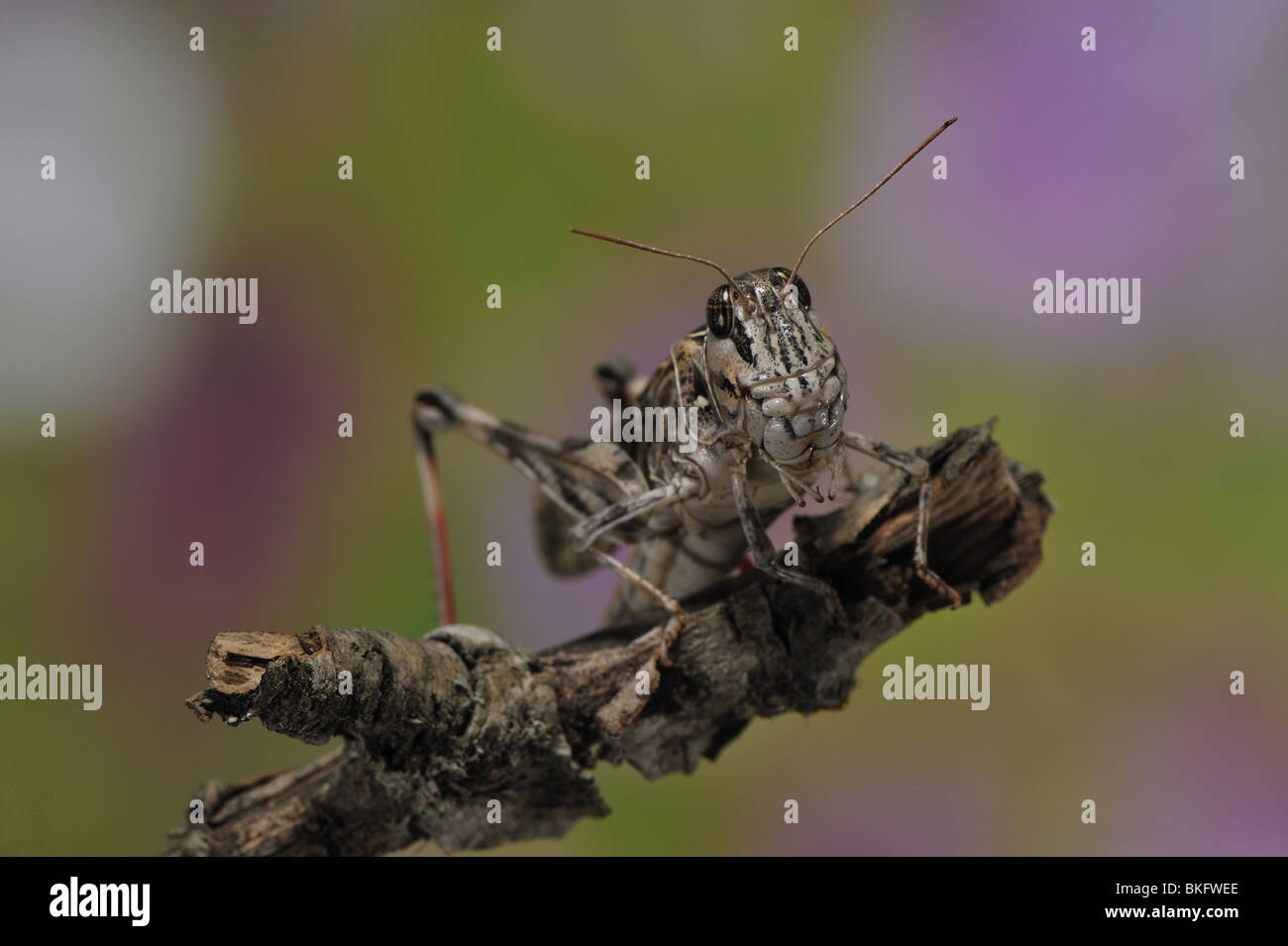 Grasshopper Oedaleus decorus (brown form) on a dead branch Provence ...