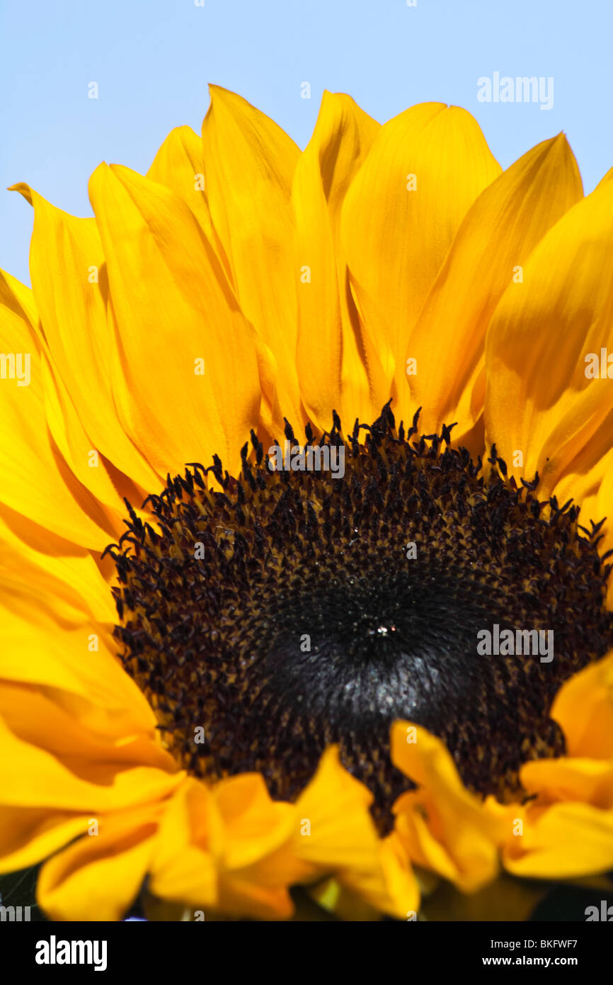 Closeup of blossom yellow one sunflower head flower front view nobody ...
