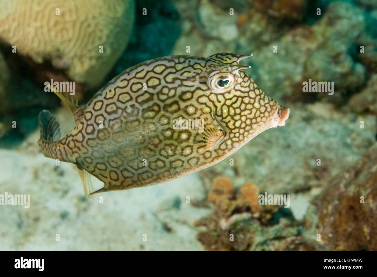 Honeycomb Cowfish (Acanthostracion polygonia) on a tropical coral reef ...