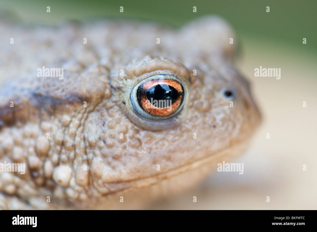Toad face hi-res stock photography and images - Alamy