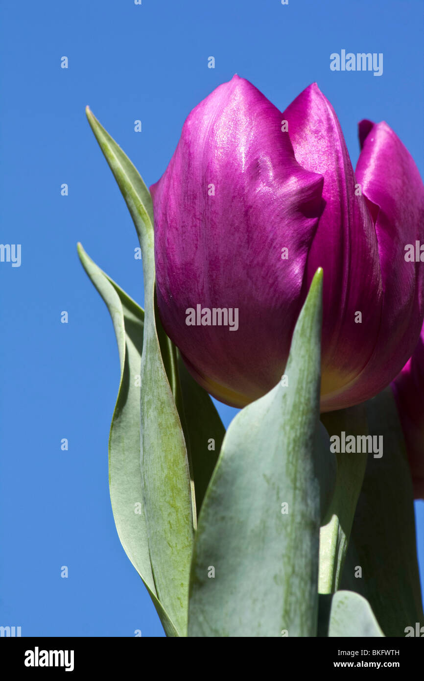 Purple blossom one tulip Burgundy background on blue sky display close ...