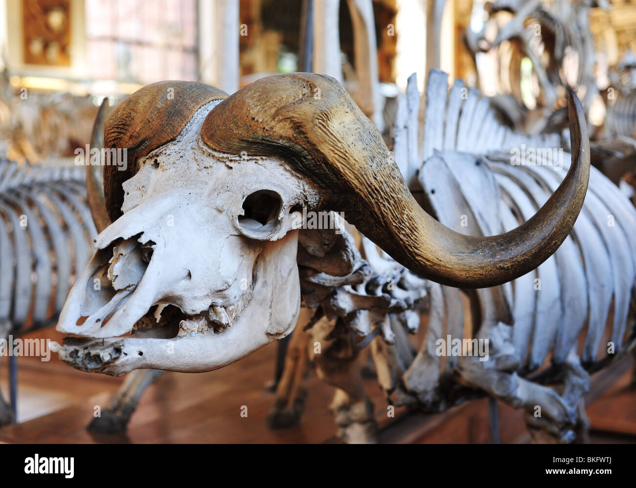 buffalo skeletons in Natural History Museum, Paris Jardin des Plantes ...