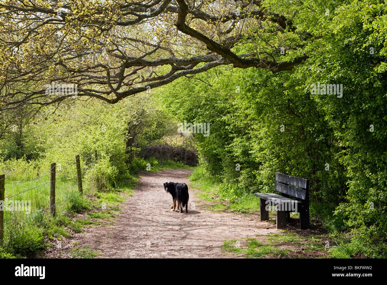 Moor green hi-res stock photography and images - Alamy