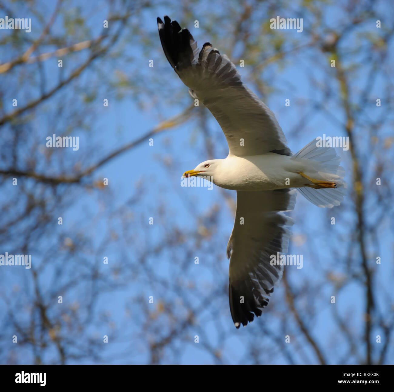 Fully spread wings hi-res stock photography and images - Alamy
