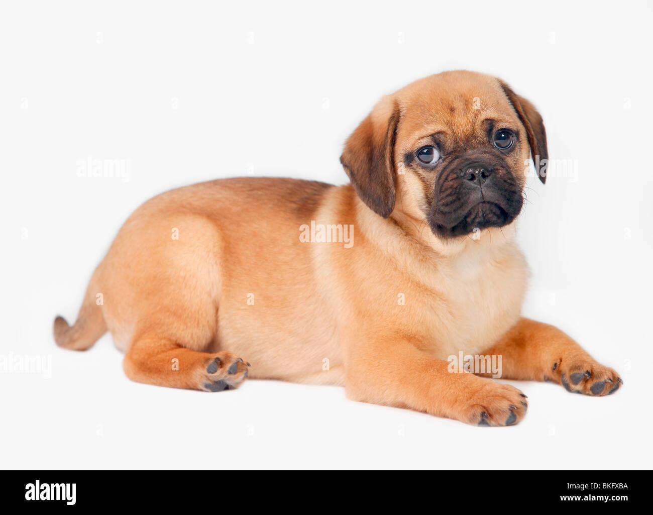 Cute pug Cut Out Stock Images & Pictures - Alamy
