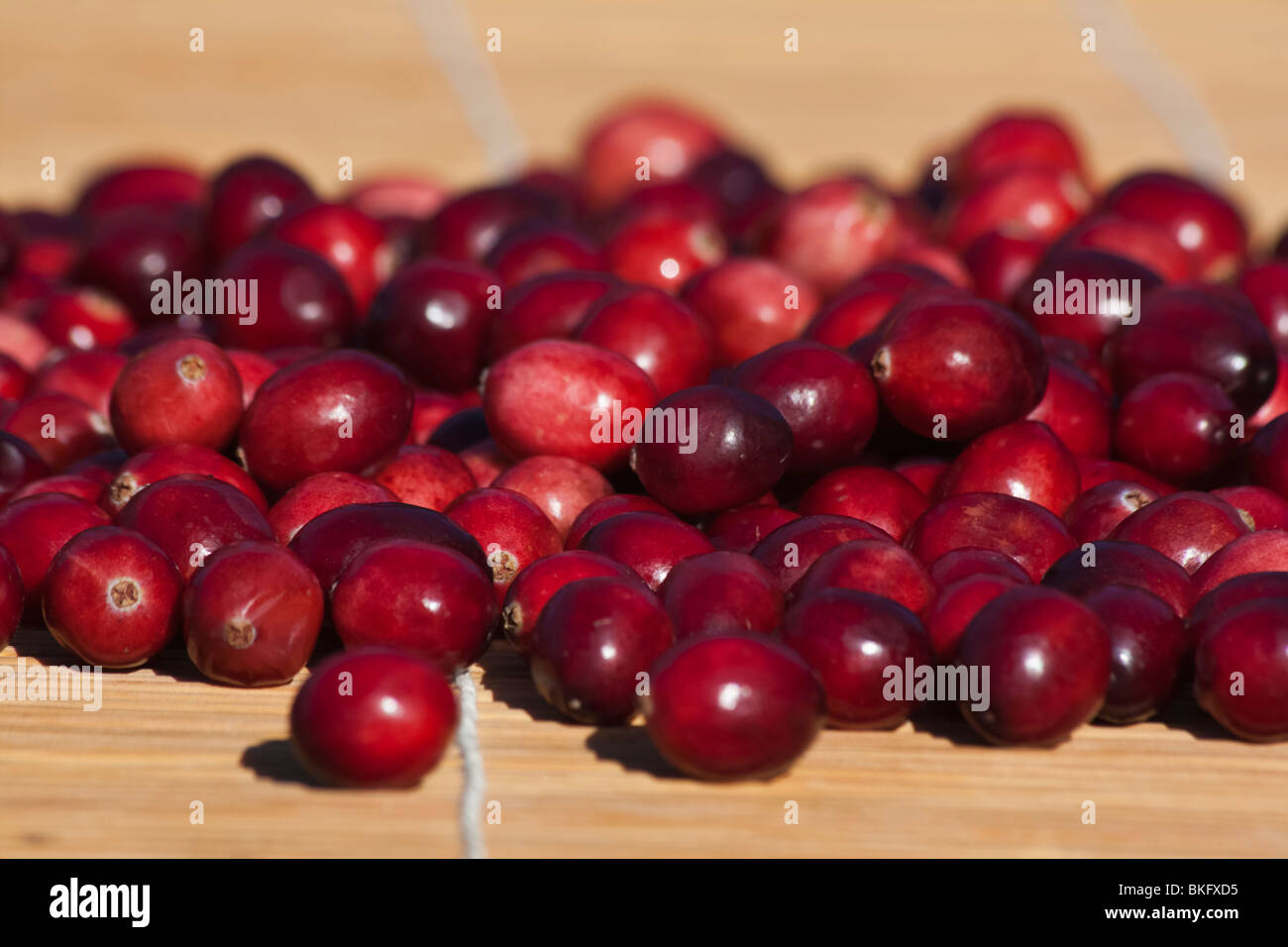 Cranberries growing fruit hi-res stock photography and images - Alamy