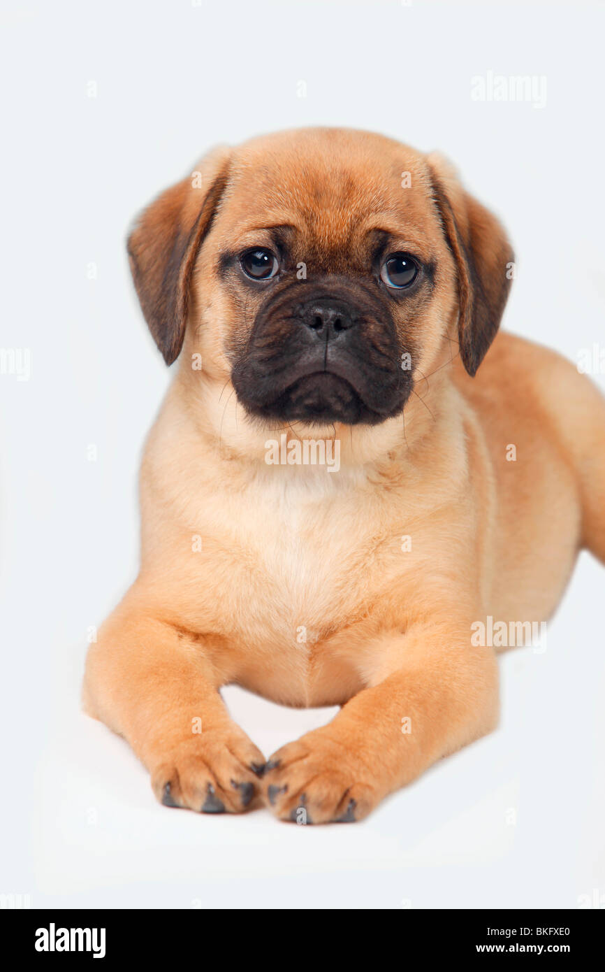 Reclining dogs hi-res stock photography and images - Alamy