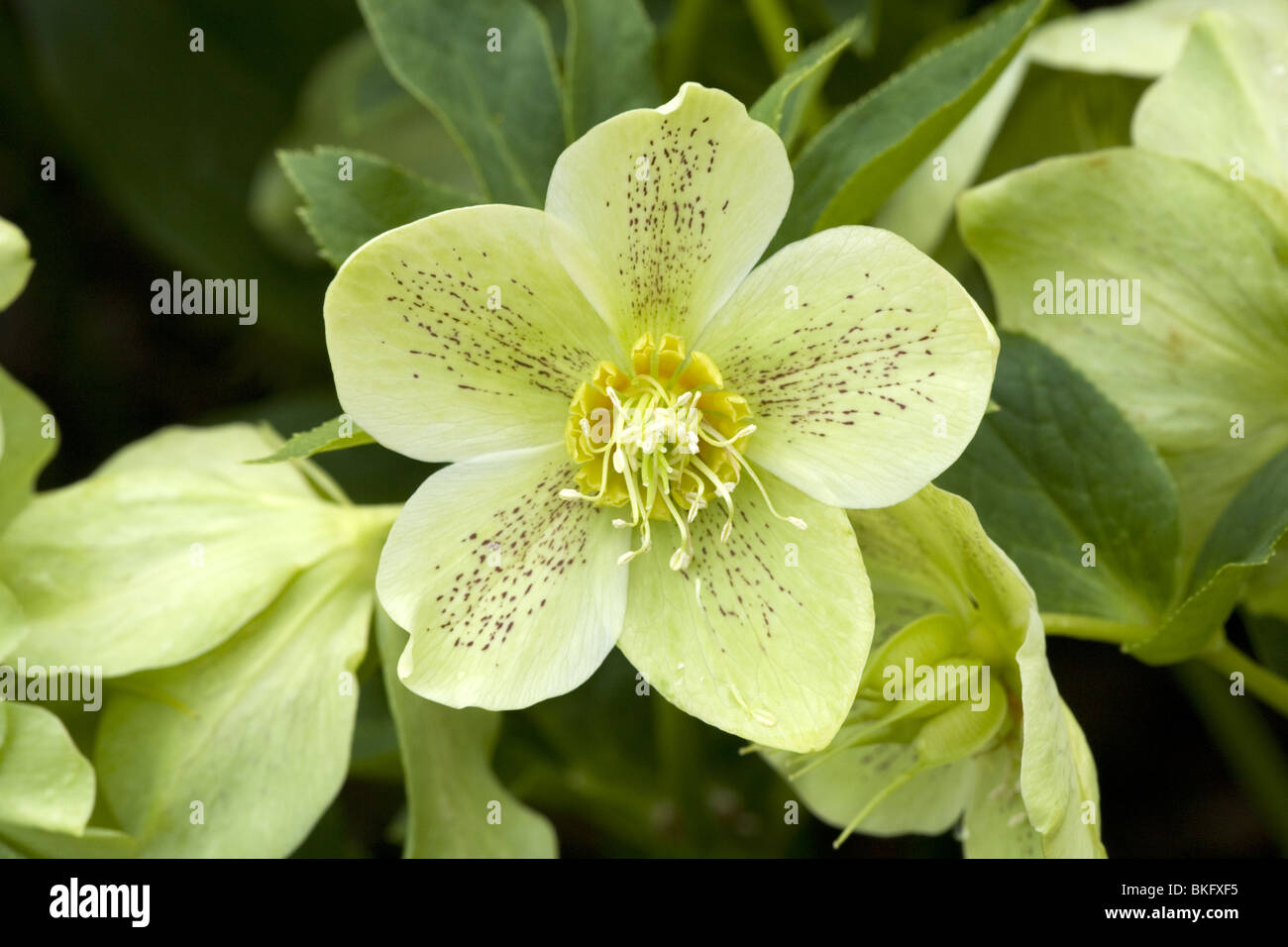 Hellebore flower (Helleborus sp Stock Photo - Alamy