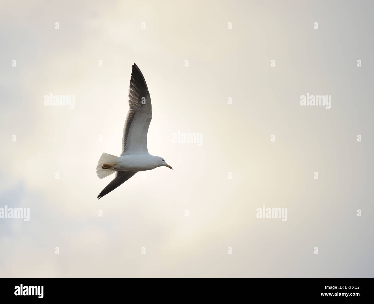 Lesser Black-backed gull soaring in blue sky Stock Photo - Alamy
