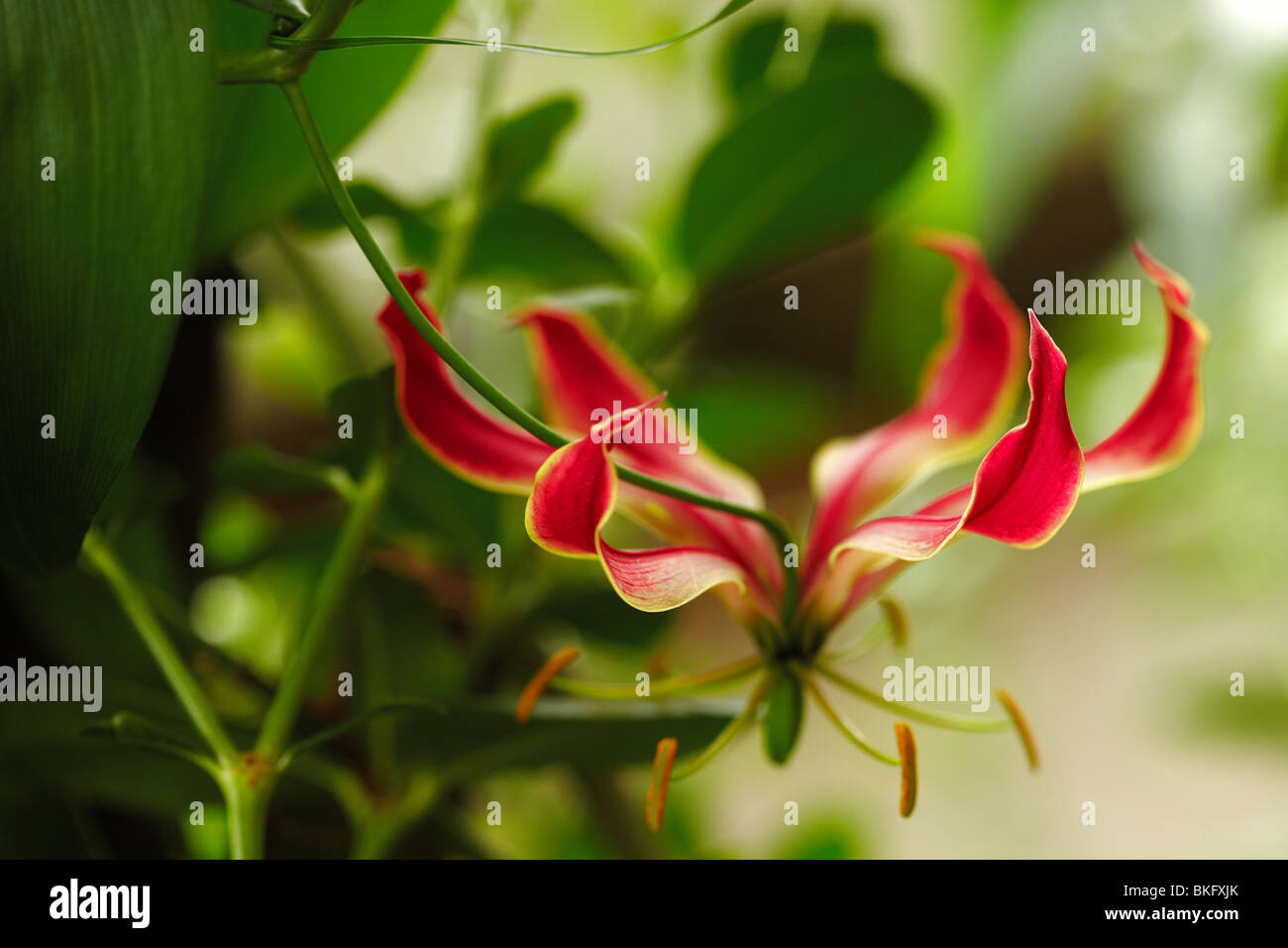 Red spotted yellow orchid flower hi-res stock photography and images ...