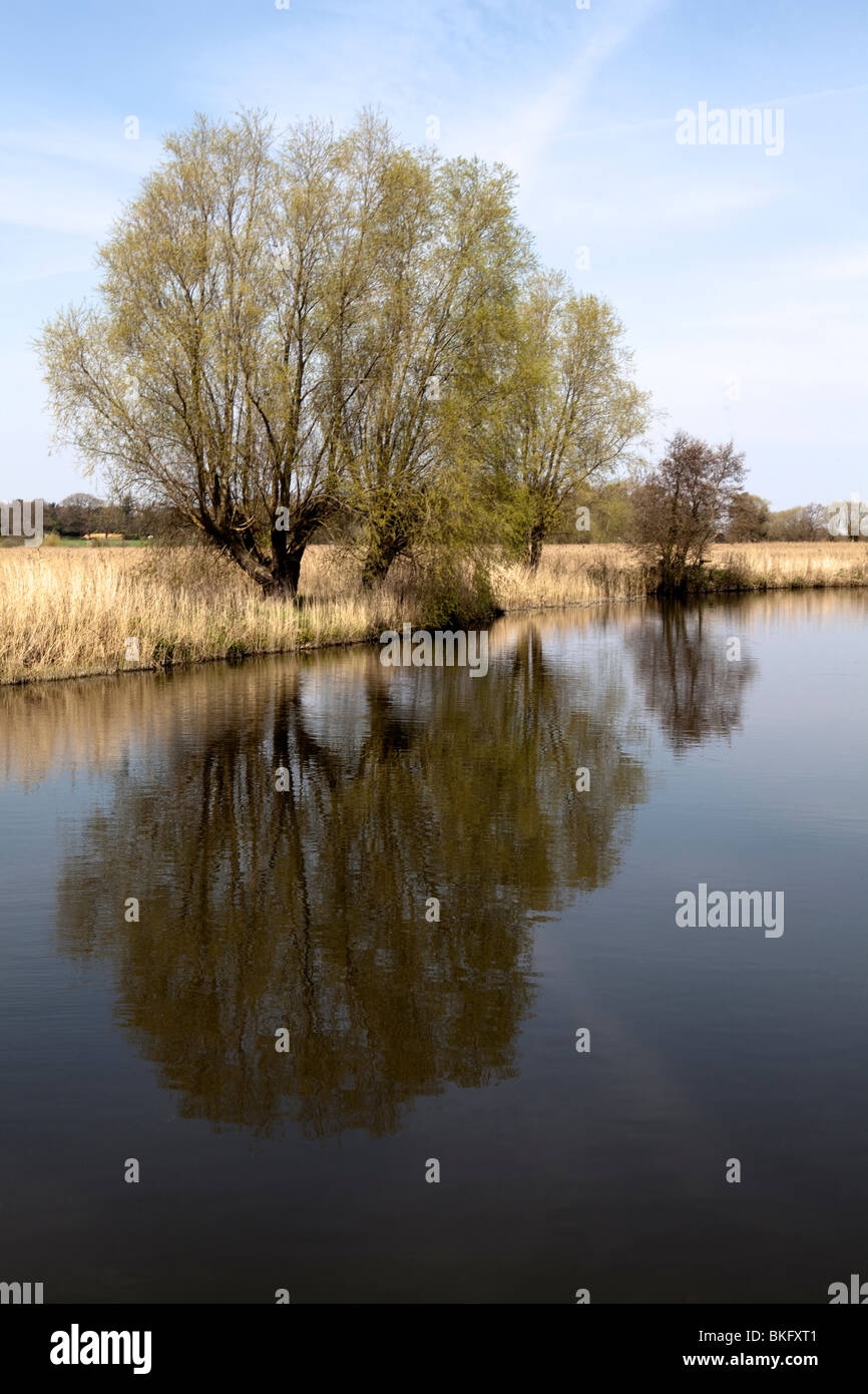 Three Trees in River Stock Photo - Alamy