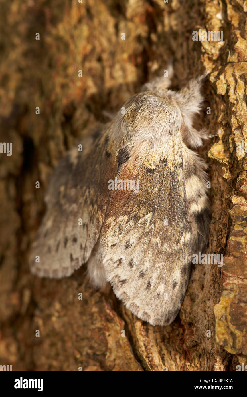 Lobster Moth (Stauropus fagi Stock Photo - Alamy