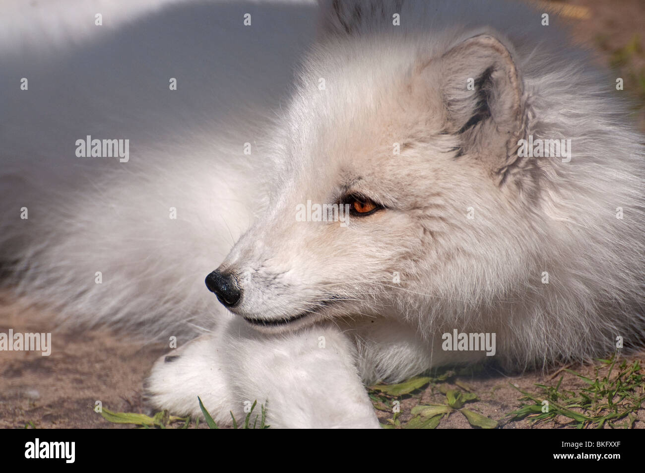 Close-up of an Arctic Fox in spring Stock Photo - Alamy