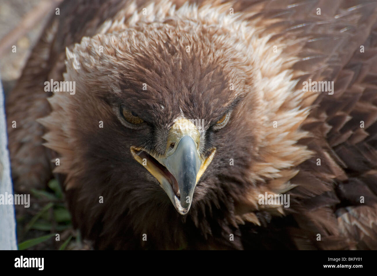 Close-up of a Golden Eagle Stock Photo - Alamy
