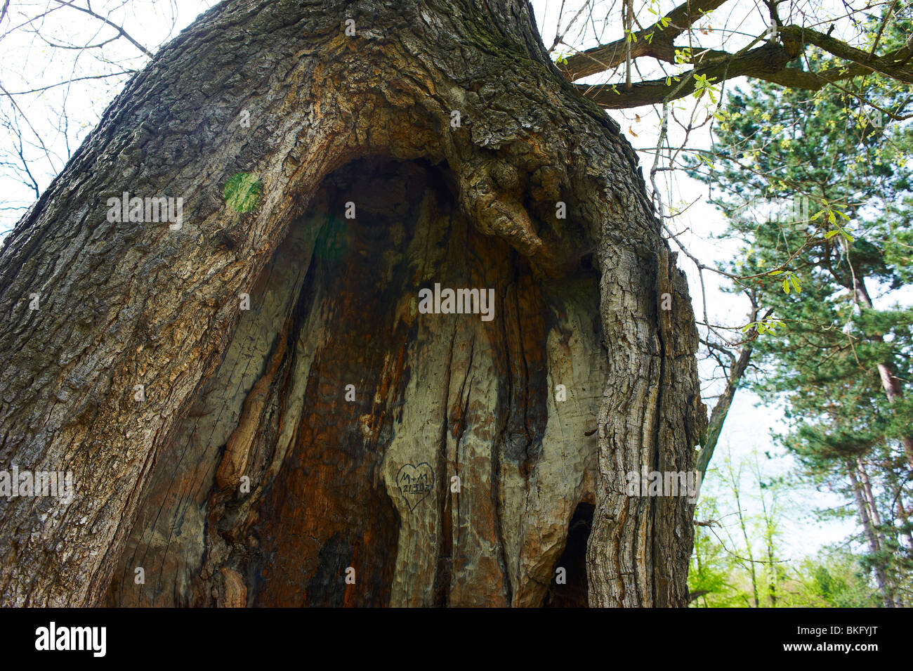 Detail of tree trunk Stock Photo - Alamy