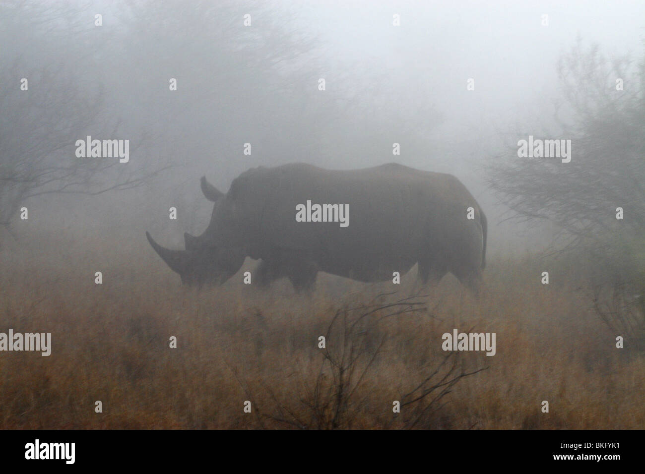 Rhino in mist hi-res stock photography and images - Alamy
