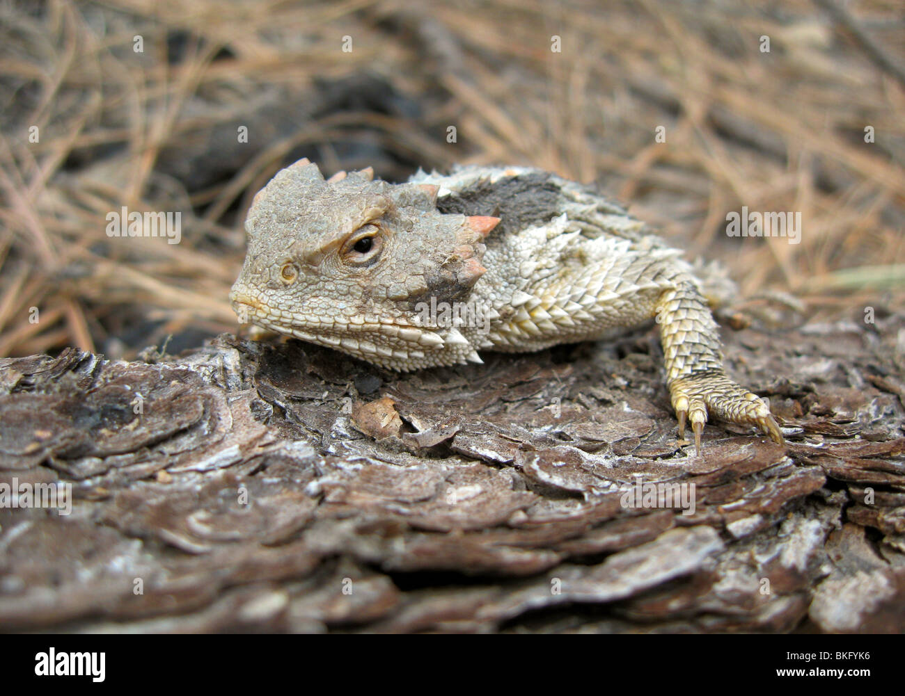 A Short-Horned Lizard, (Phrynosoma hernandesi), on Mount Lemmon, Santa ...