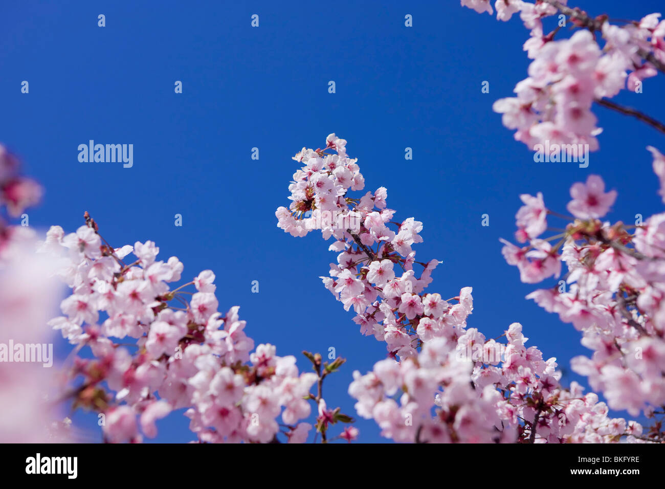 Cherry blossoms full-bloomed Stock Photo - Alamy