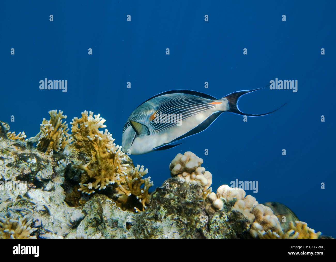 Surgeonfish eating hi-res stock photography and images - Alamy