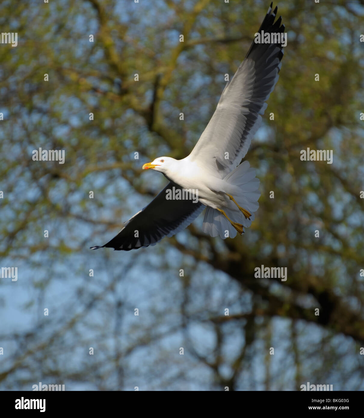 Lesser Black-backed gull soaring through small forest with fully open ...