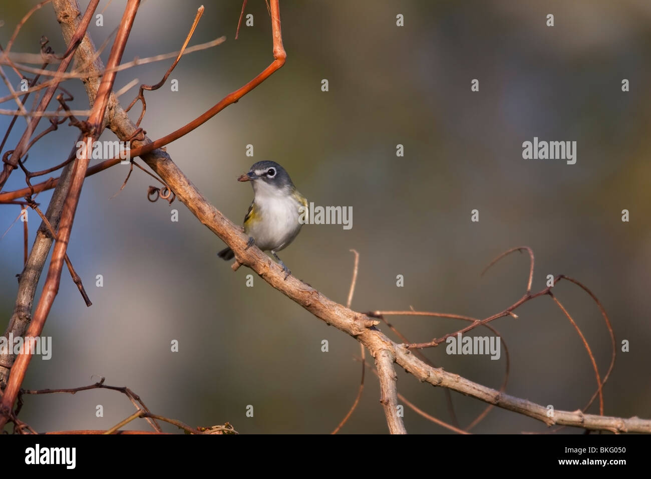 Blue-headed Vireo (Vireo solitarius solitarius) in fresh fall plumage ...
