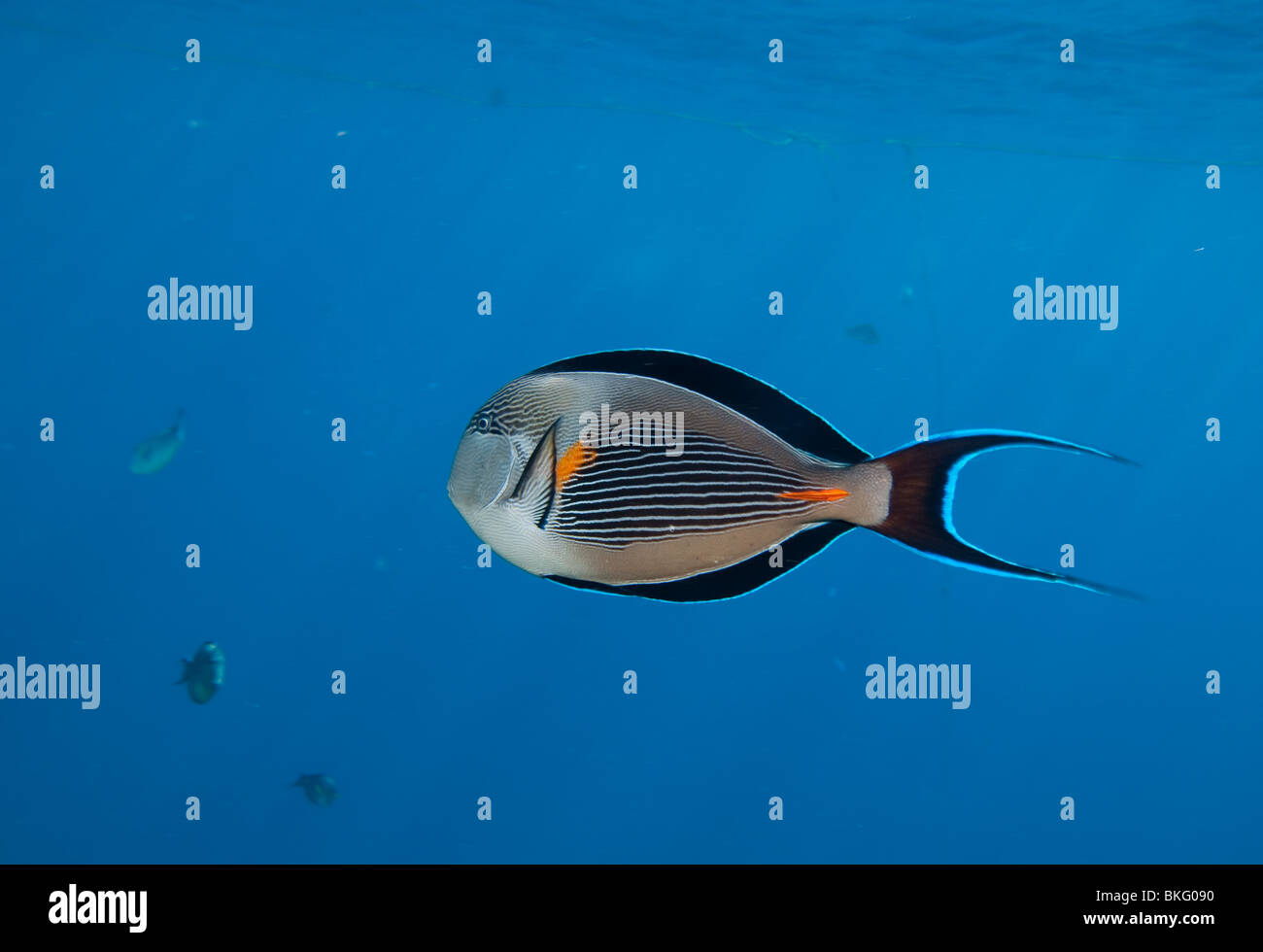 sohal surgeonfish in the red sea Stock Photo - Alamy
