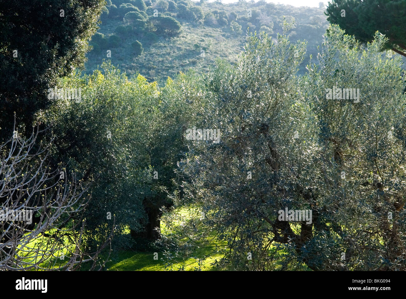 Tuscany landscape trees hi-res stock photography and images - Alamy