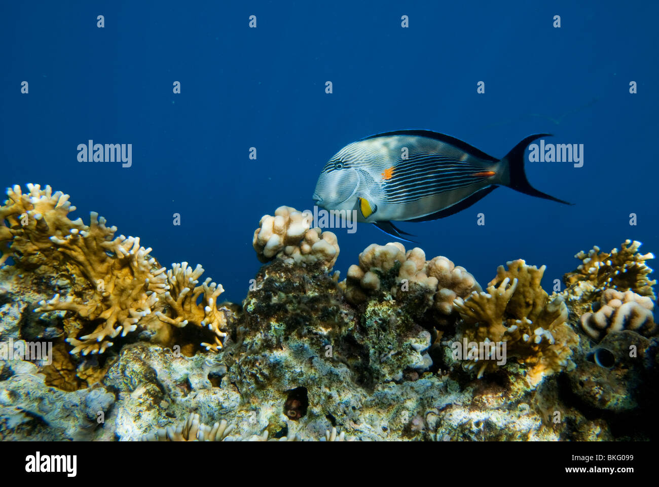 sohal surgeonfish in the red sea Stock Photo - Alamy